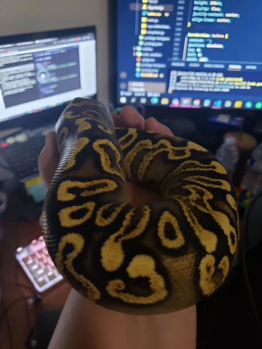 AudreyD.Dev Squad | daily.dev